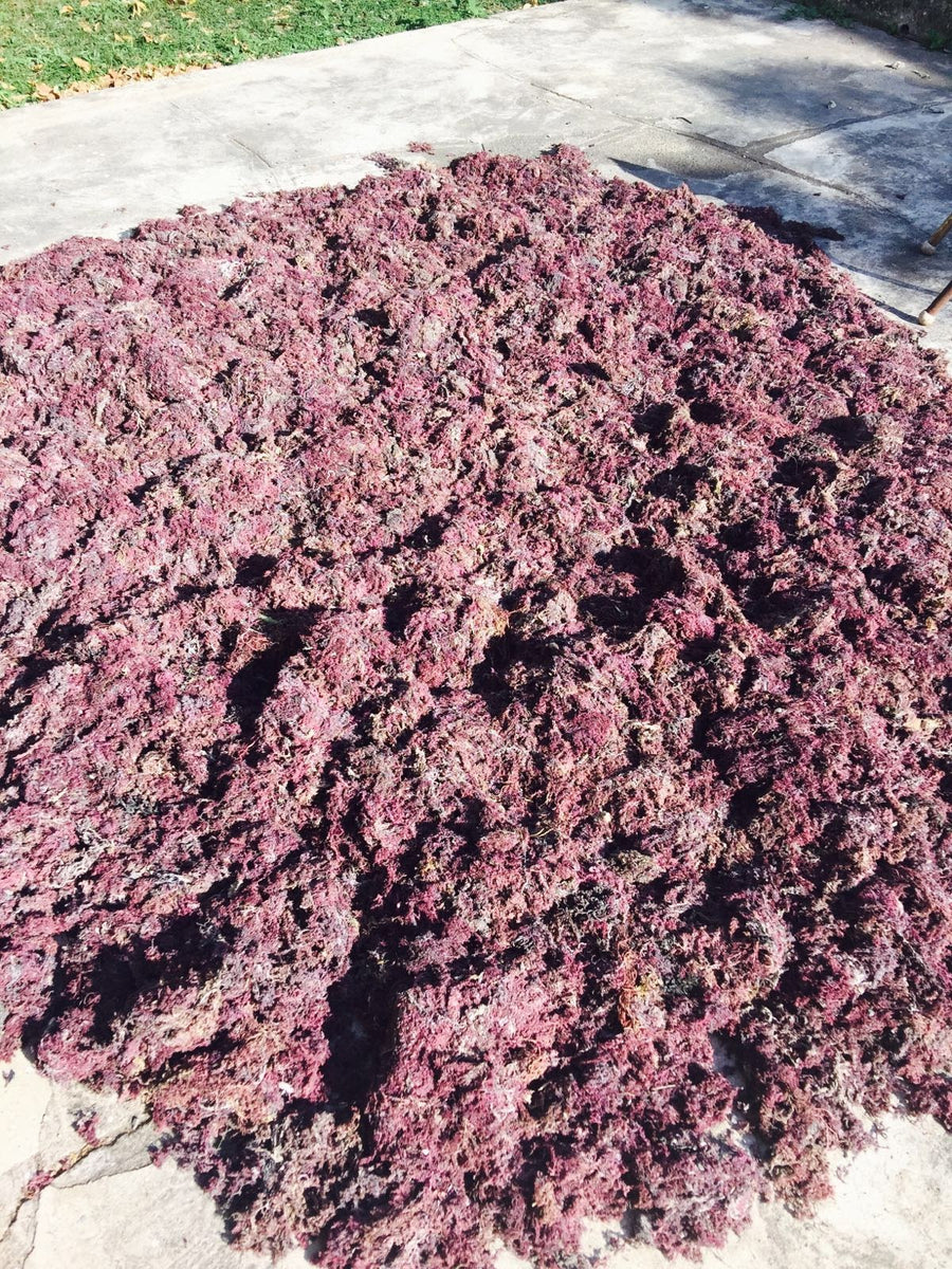 Purple Sea Moss & Wild Herb Collection – PURPLE MOSS PARADISE